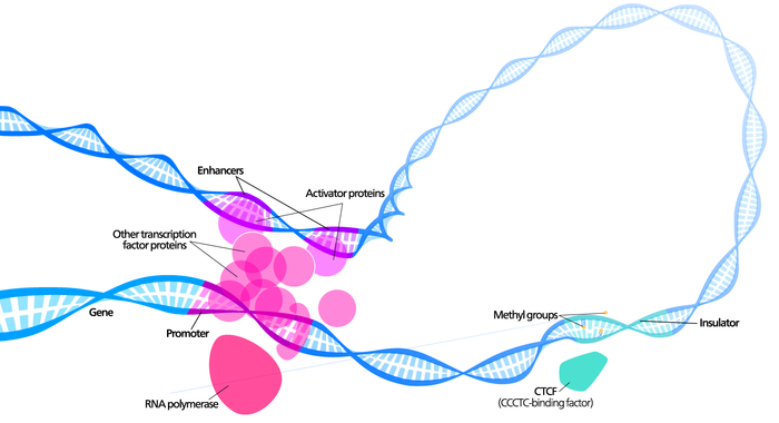 Genes to Genomes: a blog from the Genetics Society of America